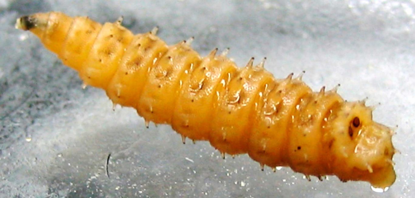 Central Médica Insular Canaria - Miasis Cutánea Foruncular, un ...