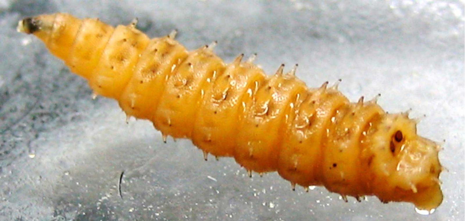 Central Médica Insular Canaria - Miasis Cutánea Foruncular, un ...